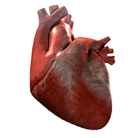 Biología y Geología Toni: GIFS CUERPO HUMANO