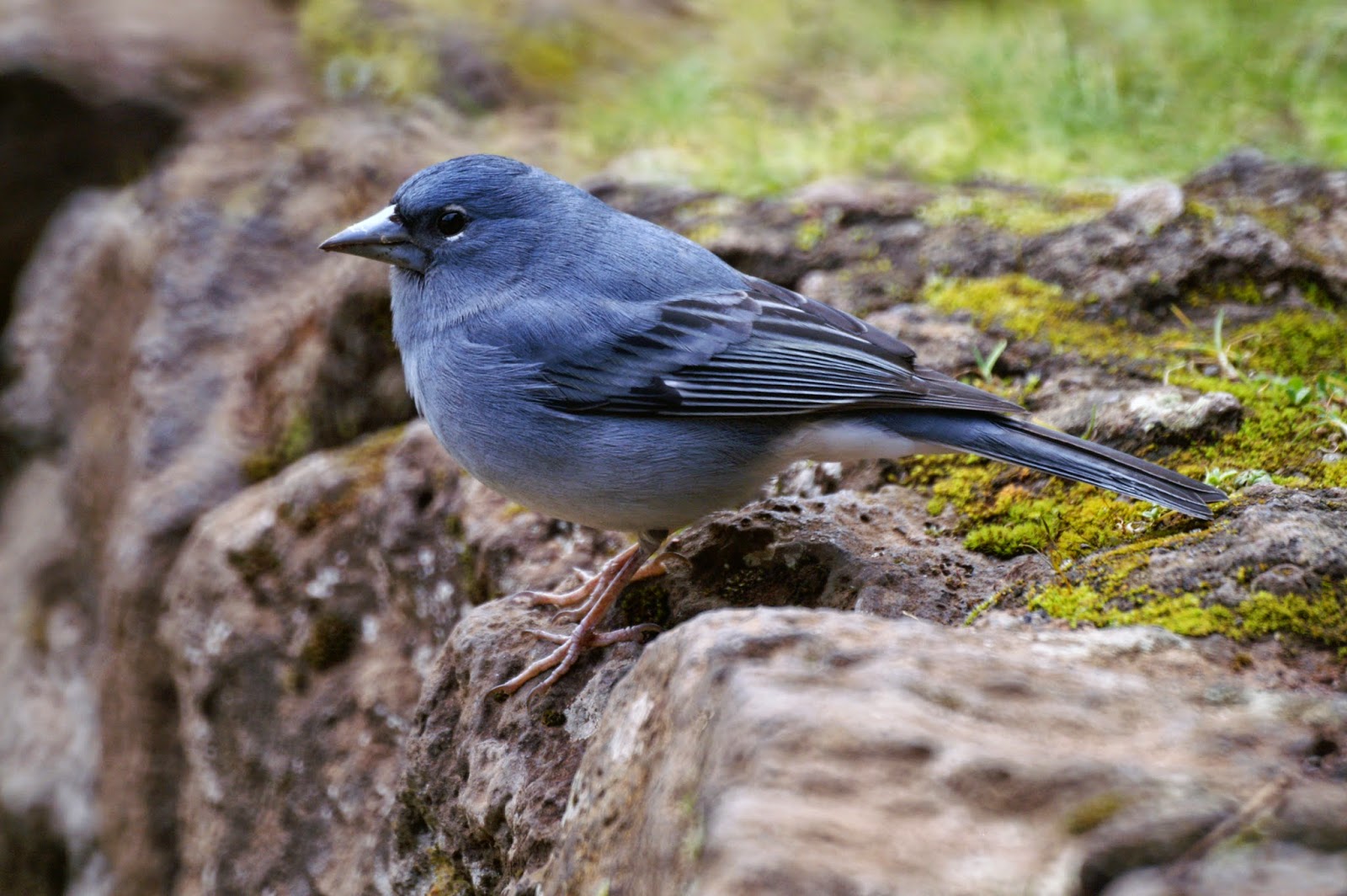 el blog del parque natural del teide: EL PARQUE NACIONAL DEL TEIDE