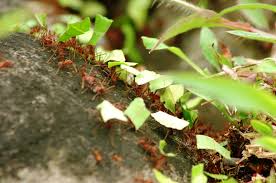 SANGGARTUAH TAMING SARI: ILMU RAJA SEMUT KERAMAT, SEMULA JADI