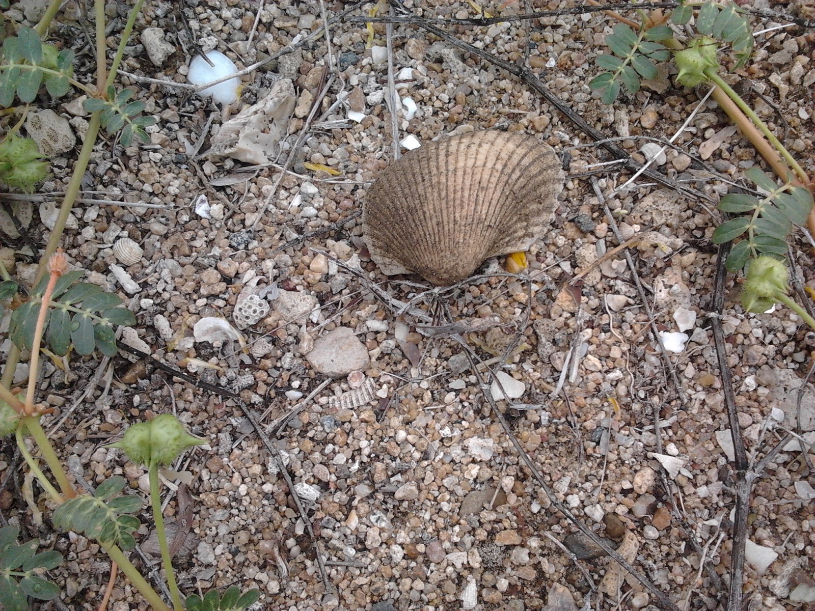 Aboriginal Prehistory Central Qld Area: Bowen Aboriginal site's, some ...