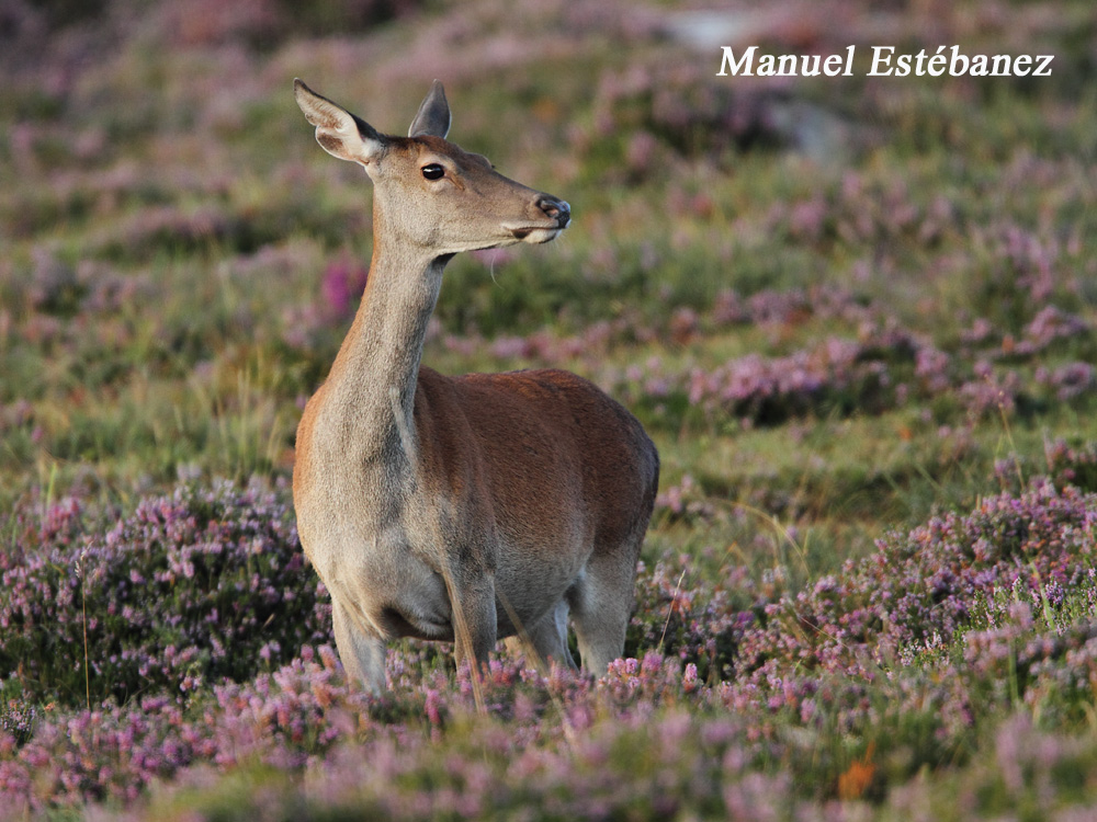 Miradas Cantábricas: Ciervas