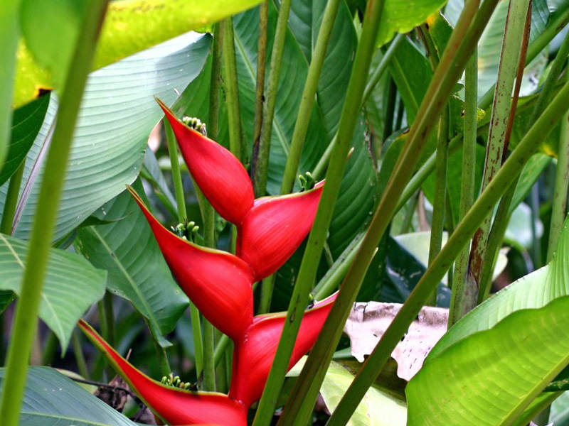 Heliconia Flower Color Plant