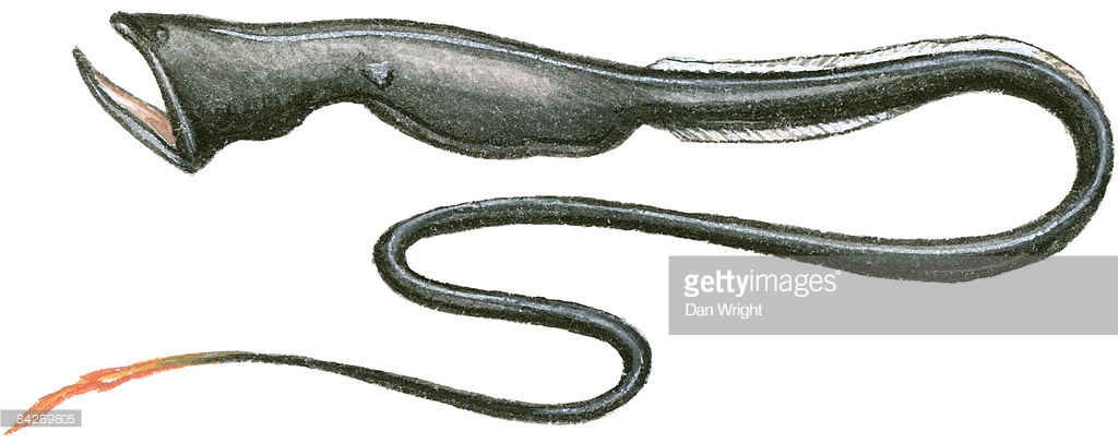 PELICAN EEL ~ Everything About Fish
