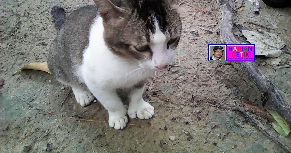 Reaktif: Kucing Enam Jari