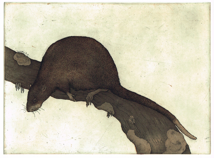 Rachel's cabinet: Water rat