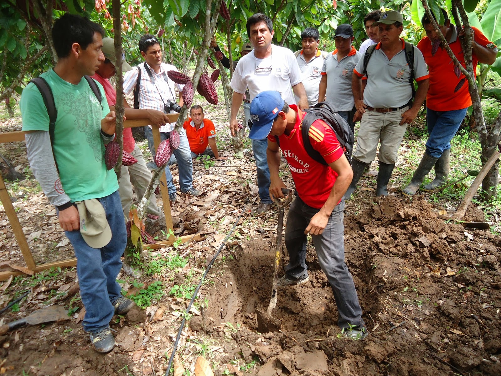Agronomía: El Rizotón
