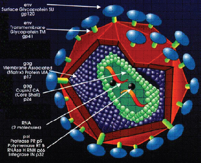 HIV dan AIDS - Herma Nurulaeni