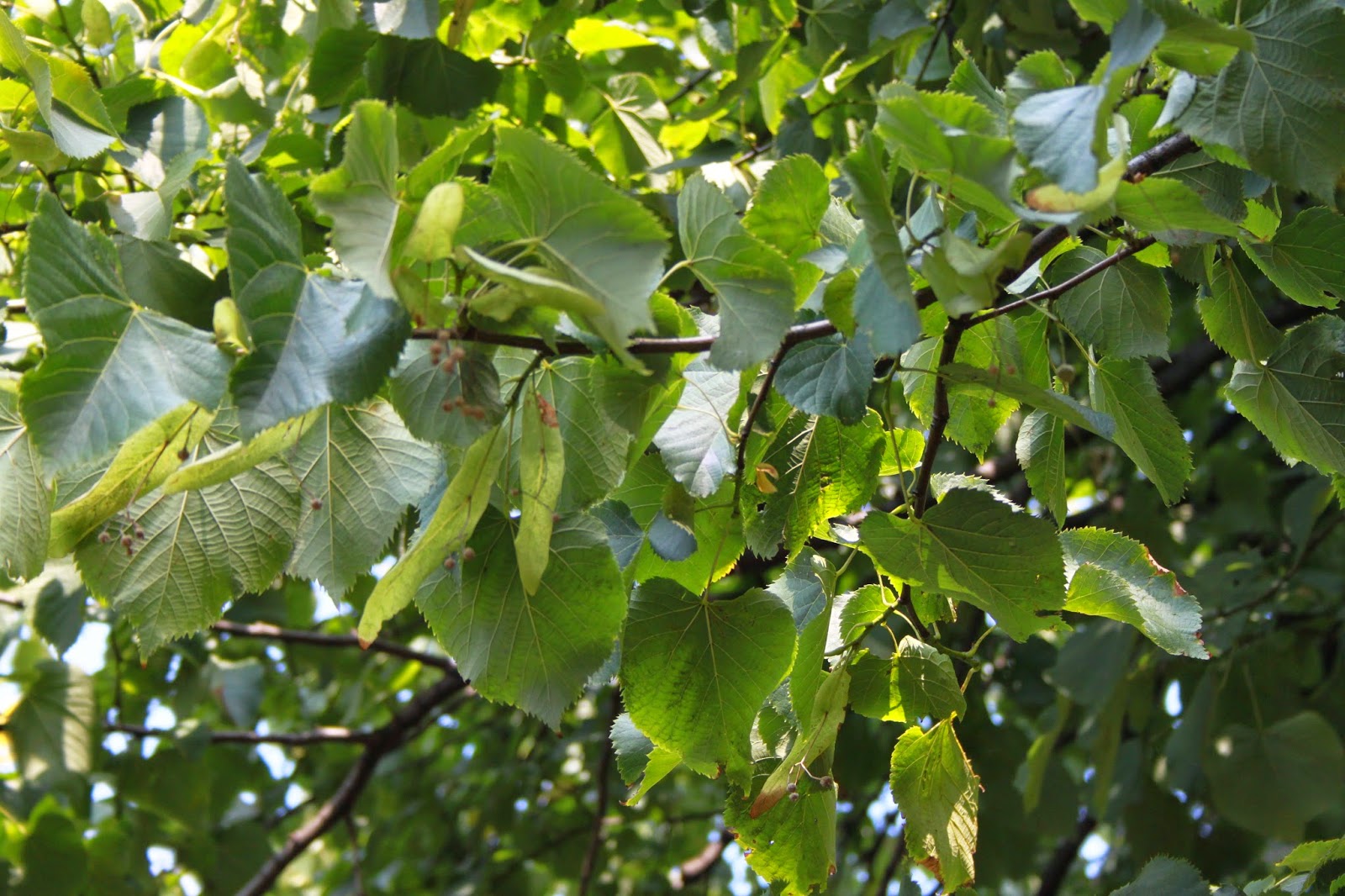 TILIA PLATYPHYLLOS. tilo de hoja ancha o tilo.