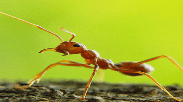 #6 Cara mengusir semut rangrang dengan baik mengunakan bahan-bahan alami