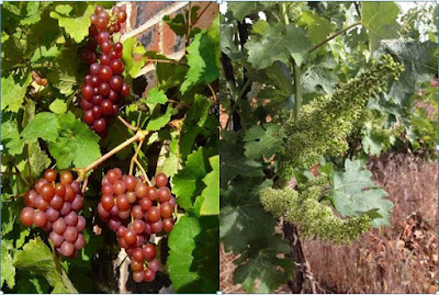 ENOLOGÍA, BEBIDAS Y MARIDAJE: La vid: Clasificación, morfología. (Sem 2)