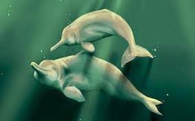 Endangered species: Baiji -The Chinese River Dolphin