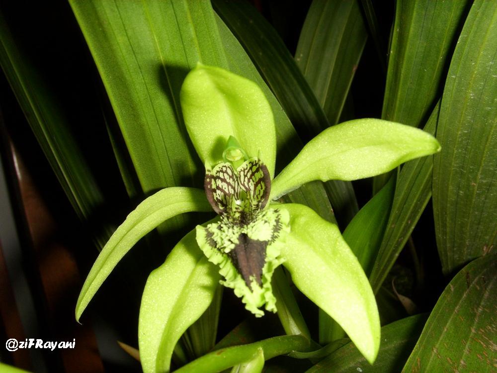 5+ Bunga Anggrek Anggrek Hitam