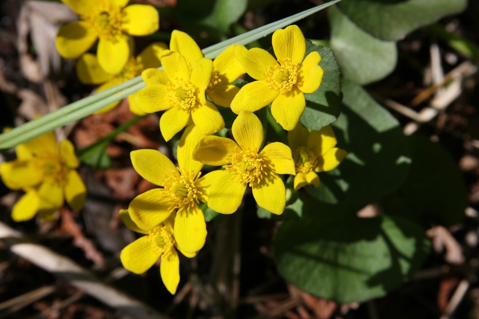 Isabella Conservation District Environmental Education Program: Native ...