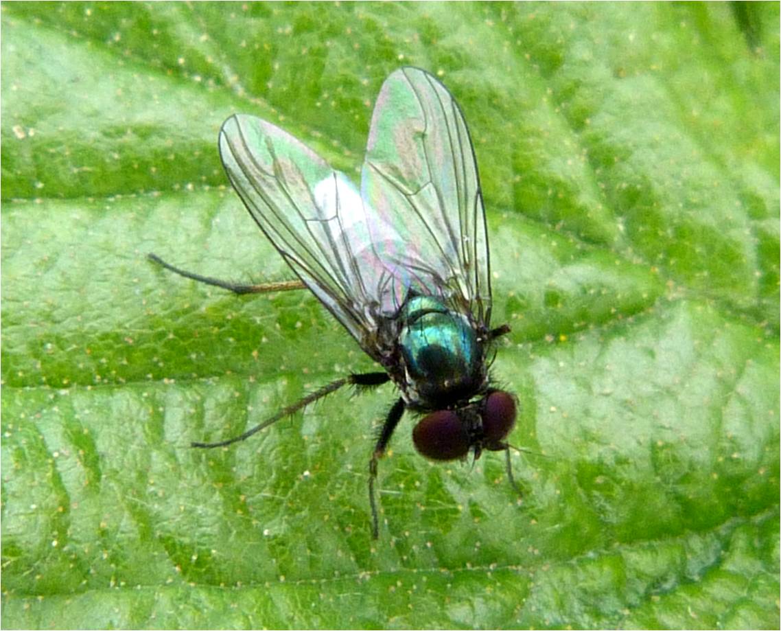 Insects of Scotland: Other Flies/Picture-wing Flies