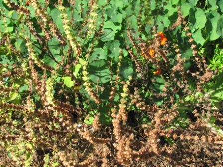 Eudlo Seed Savers Group: How to Grow, Harvest & Save Basil Seeds