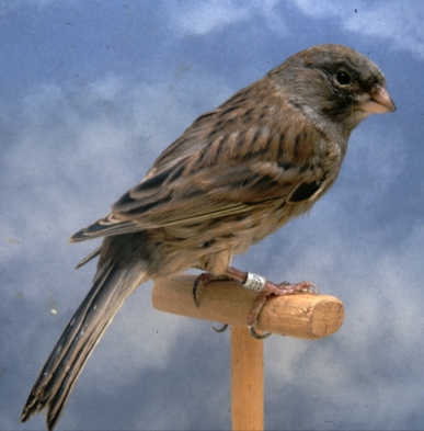 Pictures Blog: Black Canary Bird