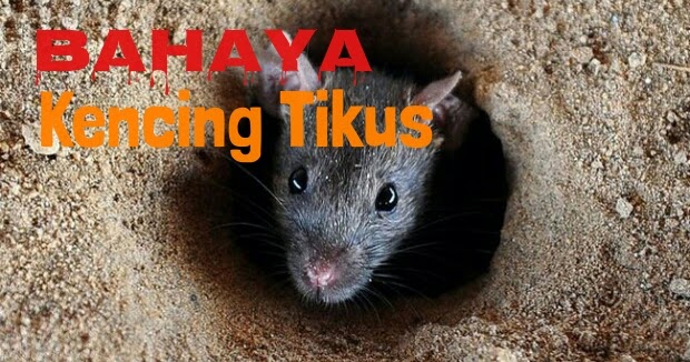 Mala Masya: Kencing Tikus : Antara Faktor, Tanda, Rawatan & Langkah ...