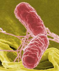 Rapid Genome Assembly: Salmonella Outbreak Strain Sequenced and Closed ...