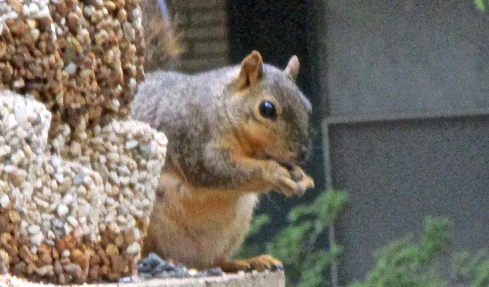 jkwgalleries: Clouds, Barn, Squirrels, Fountain, Plane and Moon