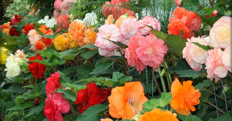 Begonija: Najtraženija kućna biljka - Moj Vrt Cvijeća