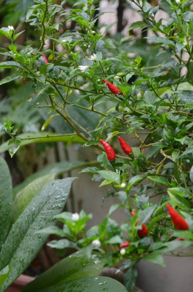 from my garden: Bird eyes chilies (lada burung)