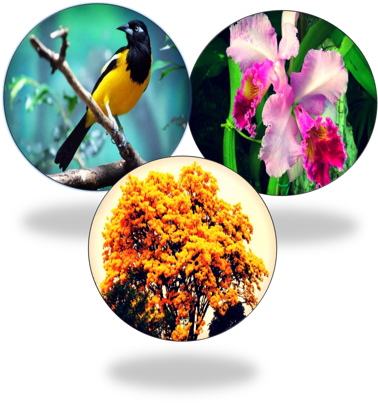 Simbolos Naturales: TURPIAL, ORQUÍDEA, ARAGUANEY