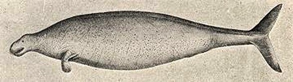 ShukerNature: STELLER'S SECRET FAUNA – GARGANTUAN SEA-COWS ...