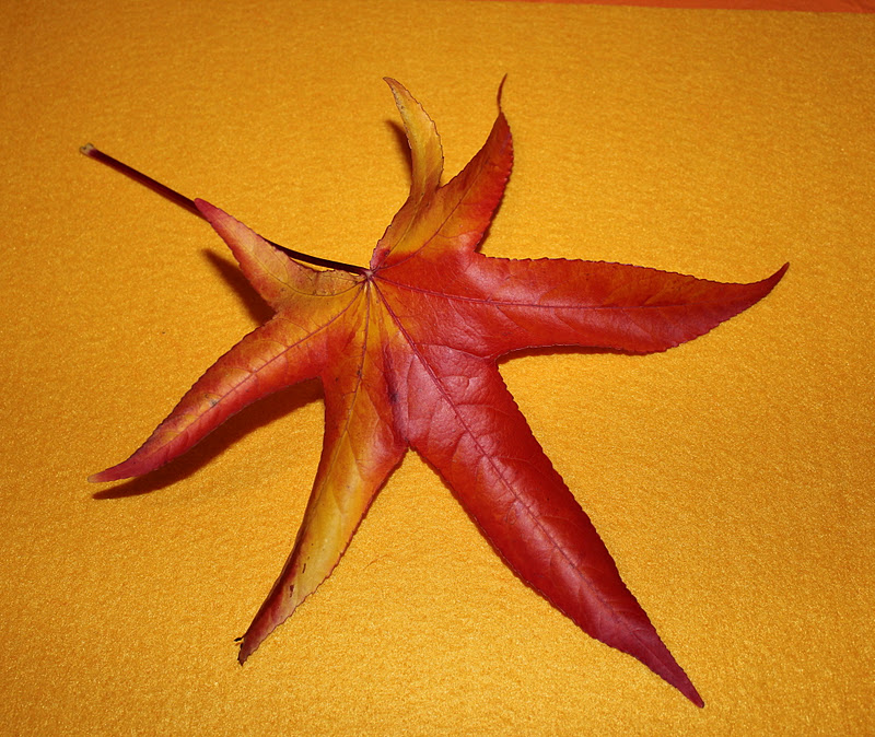 * l e p e m a l e s t v a r i * : Jesenski listki v vsej svoji lepoti