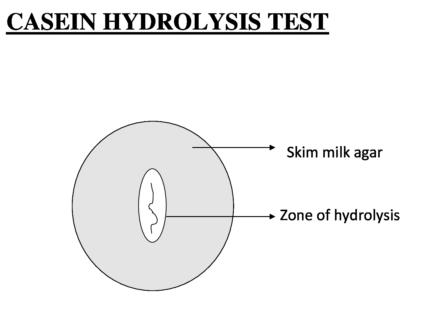 SENTHIL PRABHU SIVASAMY: Casein Hydrolysis Test