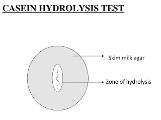 SENTHIL PRABHU SIVASAMY: Casein Hydrolysis Test