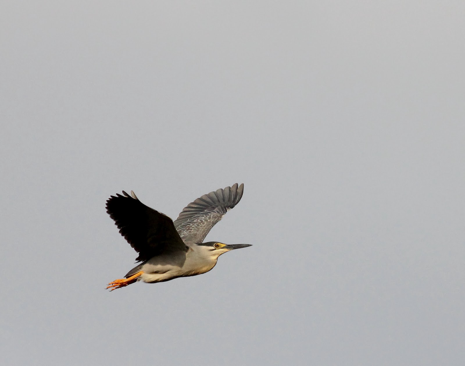 Ron-Nature-Adventures: Birds along the river estuaries