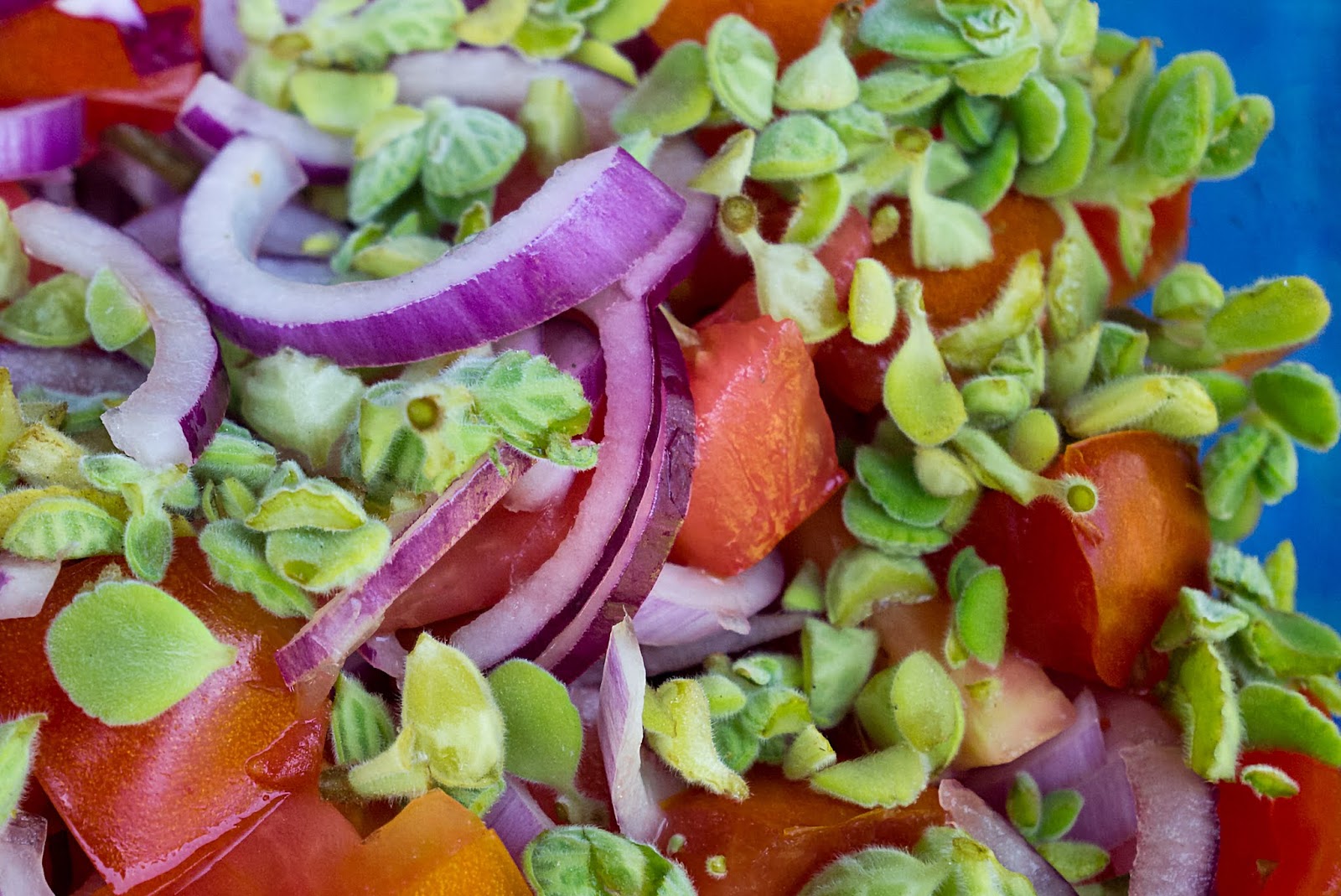 cipputiblog: L'origano cubano, una piccola pianta grassa e aromatica ...