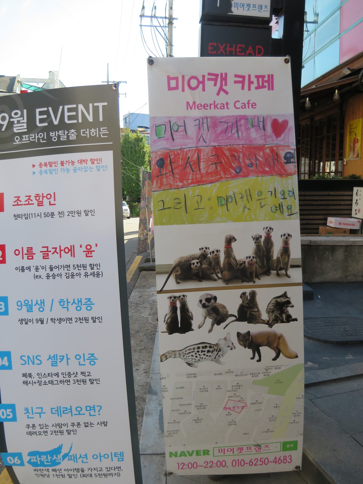 Day 1: Meerkat Cafe in Hongdae - Seoul, South Korea - chichicho~