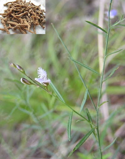 Polygala root (Yuanzhi)-Polygala tenuifolia-Polygala sibirica-Radix ...