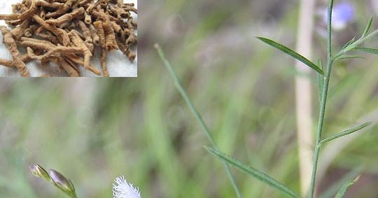 Polygala root (Yuanzhi)-Polygala tenuifolia-Polygala sibirica-Radix ...