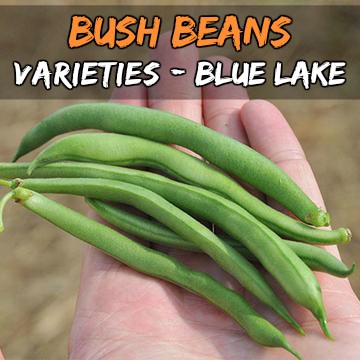 The Best Varieties of Bush Beans to Grow in Your Home Garden | Grow ...