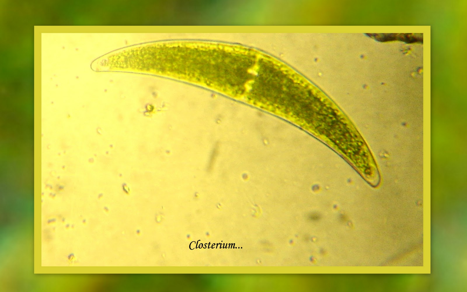 Cultivo de Microalgas em Fotobiorreatores: Closterium... Microalgas...