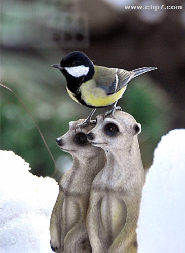 Imagenes Animales: Simpatica imagen de animalitos y pajarito [2-4-17]