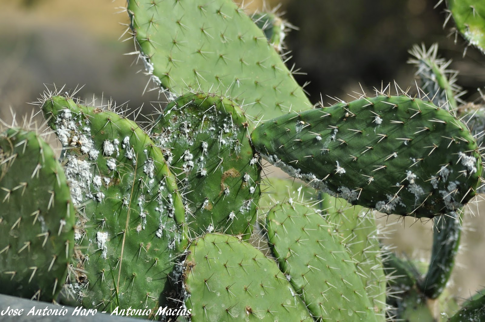 Nos Vamos a Campear: Que le pasa a nuestras Chumberas?
