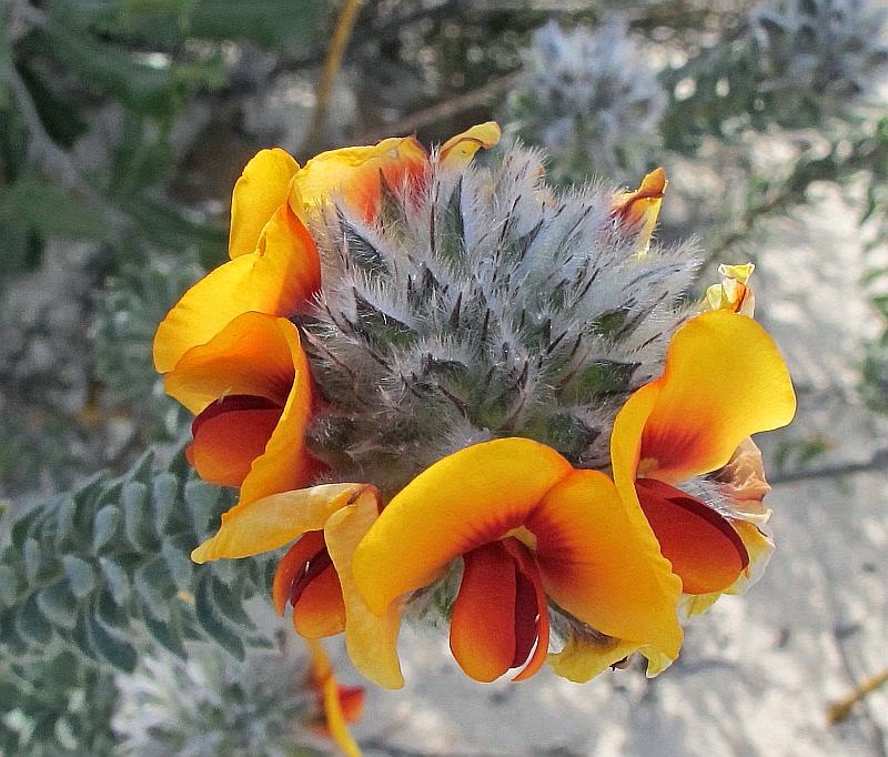 Esperance Wildflowers: Urodon dasyphyllus - Mop Bushpea