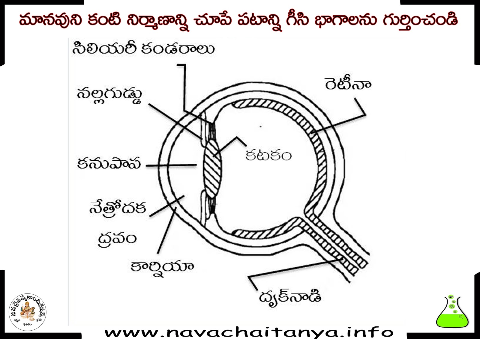 10th Class Physical Science Diagrams: మానవుని కంటి నిర్మాణం