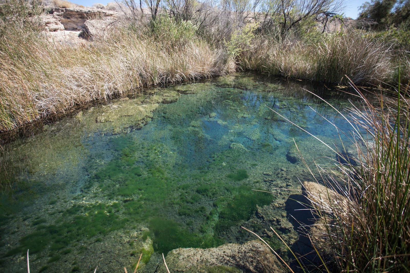 THE SPRINGS OF ASH MEADOWS NATIONAL WILDLIFE REFUGE, NEVADA - ADAM HAYDOCK