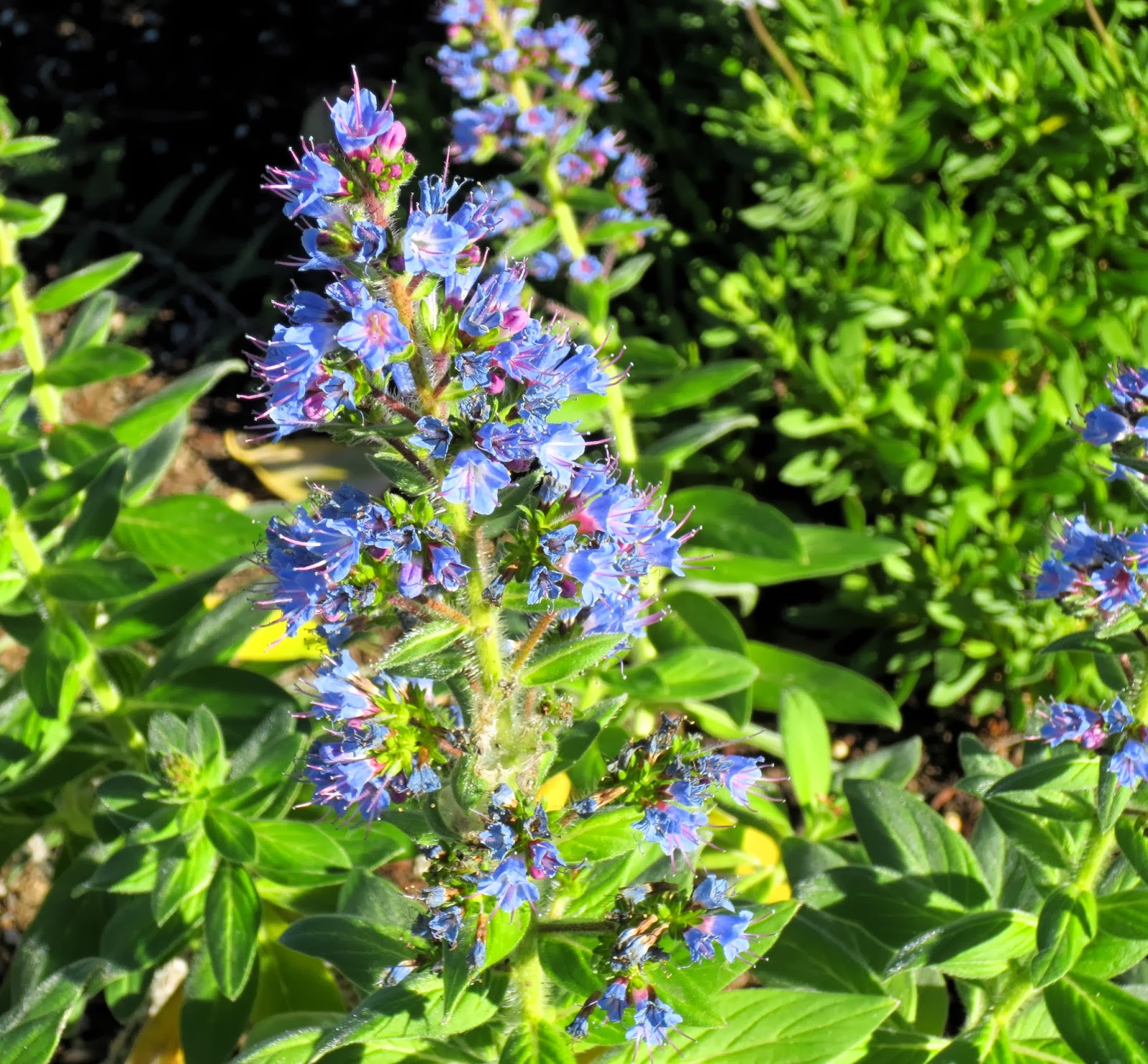 Late to the Garden Party: My favorite plant this week: Echium handiense