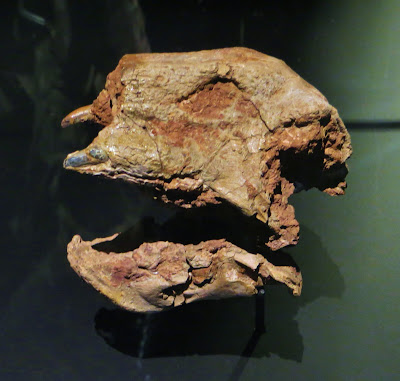 Sciency Thoughts: Lystrosaurus murrayi & Lystrosaurus declivis: One ...