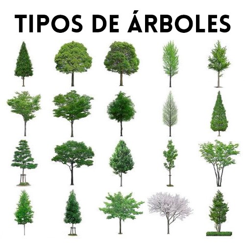 Tipos de Árboles
