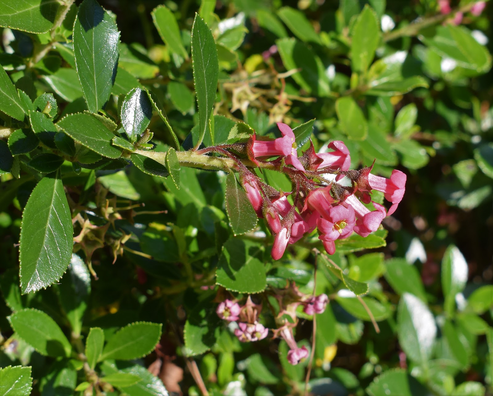Plantas: Beleza e Diversidade: Plantas ornamentais: Escalónia ...