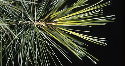 Cuaderno de campo de Tatiana: Acicula de pino al microscopio