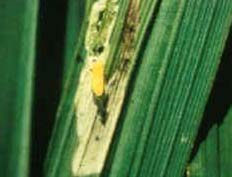 Rice insect pest in Bangladesh