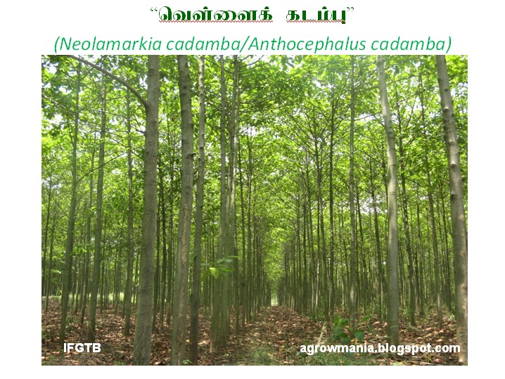 Agroforestry - A blog on Agrihortisilviculture: June 2012
