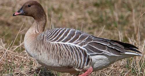 Pink-footed goose | American birds | Birds of India | Bird World